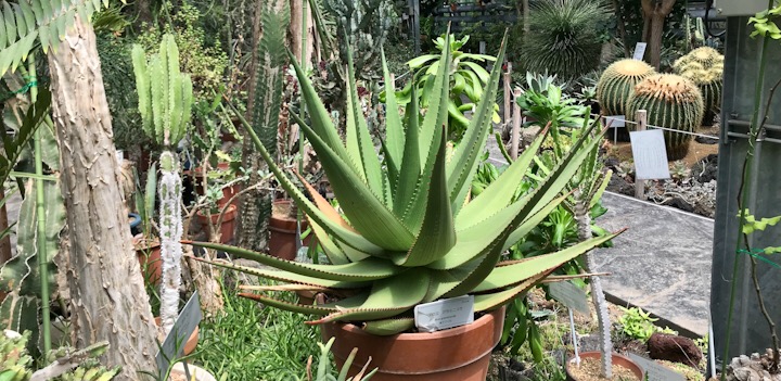 アロエ・グラミニコラ | 植物図鑑 - ボタニーク